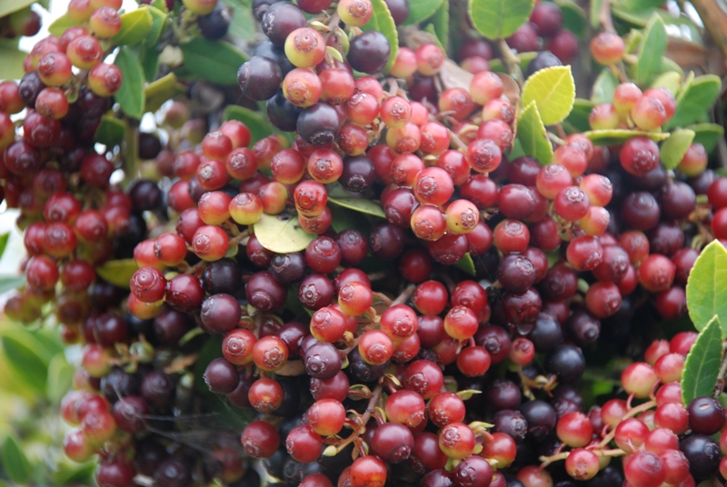 Agraz, una fruta muy Saludable Cuidado Personal - Belleza - Salud