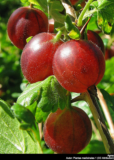 Agraz, una fruta muy Saludable Cuidado Personal - Belleza - Salud